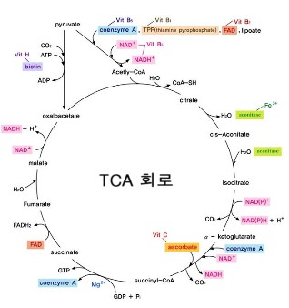 비타민 B군과 TCA 회로 : 네이버 블로그