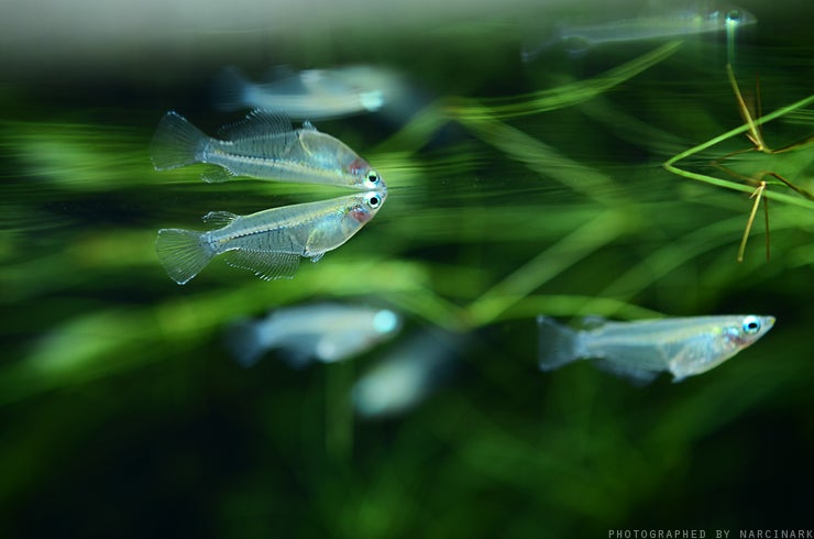 자바송사리 Oryzias javanicus : 네이버 블로그