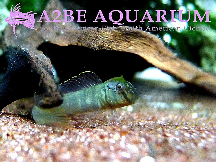 제브라 브레니 Omobranchius sp ZEBRA : 네이버 블로그