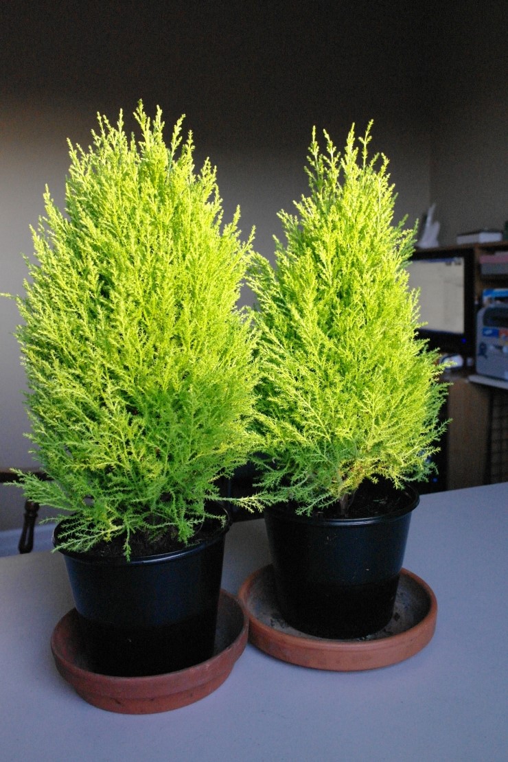 레몬 사이프레스 나무: 율마/윌마/Wilma/Lemon Cypress Tree : 네이버 블로그