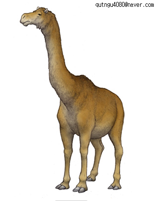 티타노틸로푸스(Titanotylopus)-기린 낙타- : 네이버 블로그