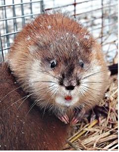 “새해엔 ‘황금’ 많이 낳을게요” - 사향쥐(머스크 랫 Musk Rat) : 네이버 블로그