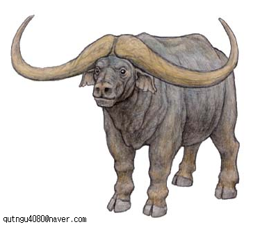 펠로로비스(Pelorovis)-3m의 거대한 뿔- : 네이버 블로그