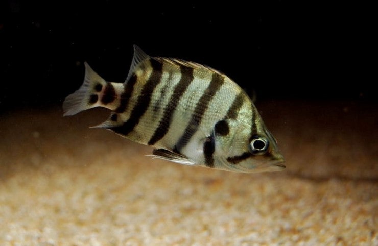 실버 다트니오 [Silver Datnoid] : 네이버 블로그