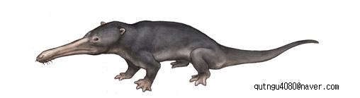 쿠치케투스(Kutchicetus)-민물에서 벗어나기시작한 고대고래- : 네이버 블로그