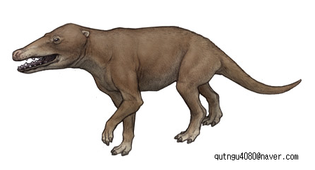 파키케투스(Pakicetus)-늑대같은 고래의 조상- : 네이버 블로그