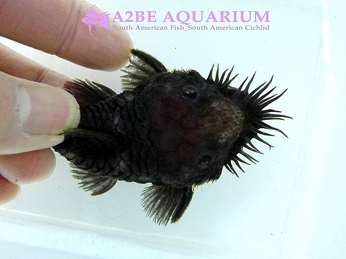 메두사 L34 Medusa Pleco wild : 네이버 블로그