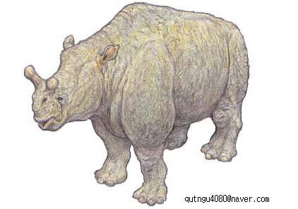 브론톱스(Brontops)-코위의 버섯2개- : 네이버 블로그