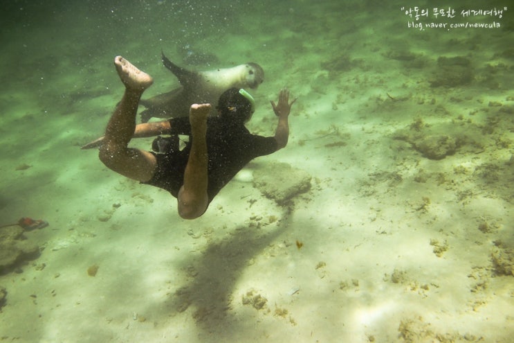 호주 로드트립 18일차, 바다사자와 돌고래랑 함께 바다 수영하기 (Baird Bay) : 네이버 블로그