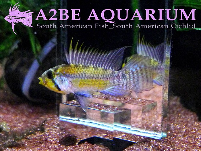 아피스토그라마 sp aff 쥬르엔시스 Apistogramma sp aff Juruensis wild : 네이버 블로그