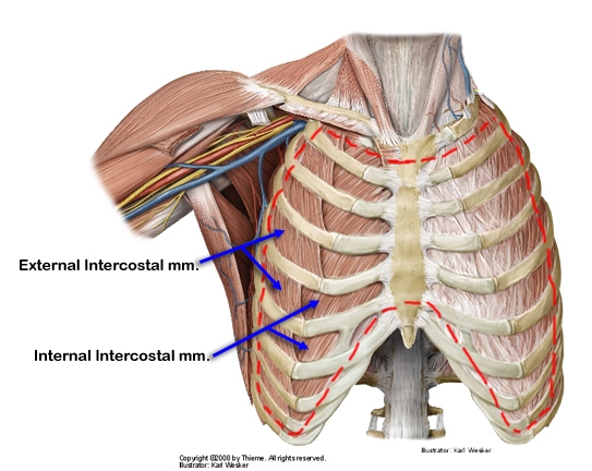늑간근(Intercostals)/외늑간근.내늑간근(External and Internal Intercostals)/횡경막 ...