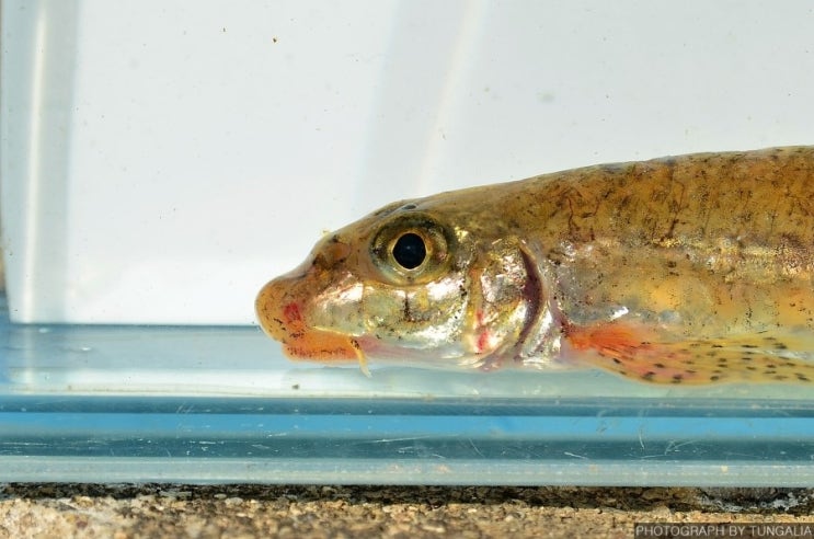 모래주사 Microphysogpbio koreensis Mori, 1935 : 네이버 블로그