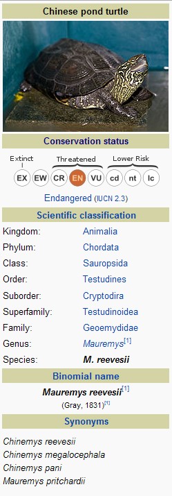 Reeve's Turtles (Chinese pond turtle) - Wikipedia, the free ...