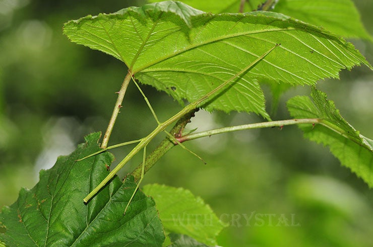 이것도 곤충이야? 대벌레(2011년) - Ramulus mikado : 네이버 블로그