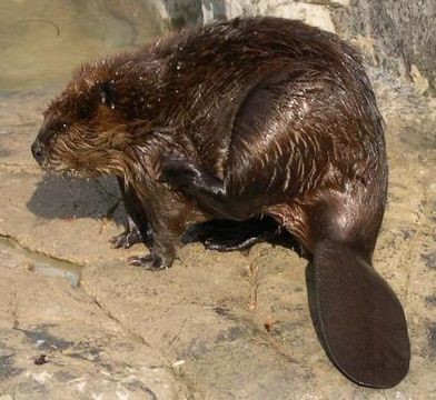 캐나다 음식: 비버 테일 (Beaver Tails) : 네이버 블로그