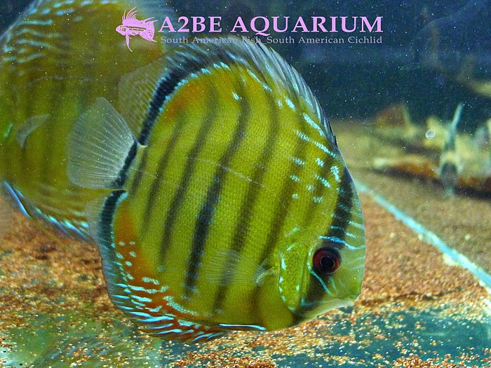 Discus wild Alenquer Cuipeua (12113C) (12113D) (12113E) : 네이버 블로그