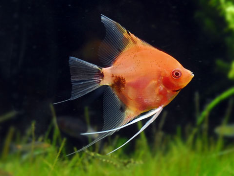 레드 데빌 엔젤 : 네이버 블로그