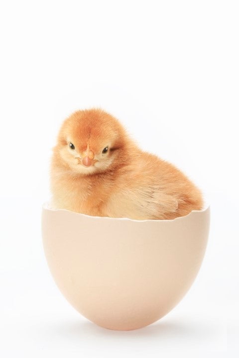 병아리 키우기 방법을 알려드릴께요 네이버 블로그