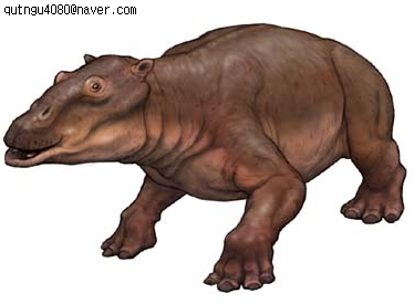 데스모스틸루스(Desmostylus)-기둥을 묶어놓은 이빨- : 네이버 블로그