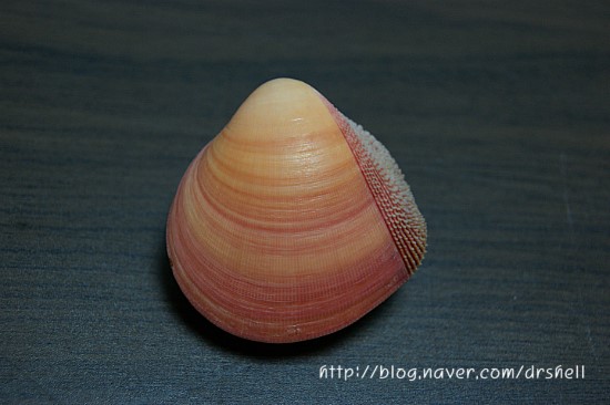 금붕어조개-Nemocardium bechei : 네이버 블로그