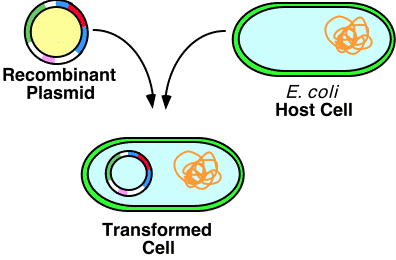 Transformation과 Transfection과 Transduction : 네이버 블로그