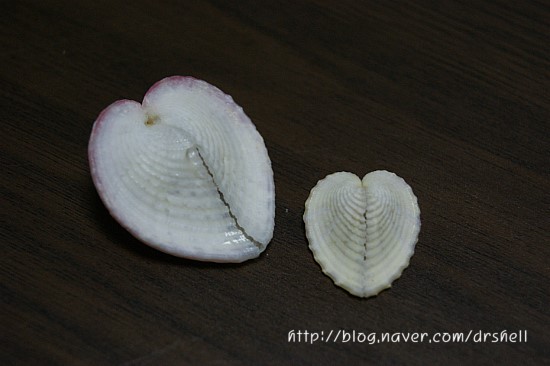 하트조개-Corculum cardissa Linne/Corculum monstrosum/Corculum kirai Shikam ...