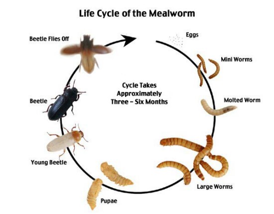 밀웜(Mealworm) 키우기 : 네이버 블로그