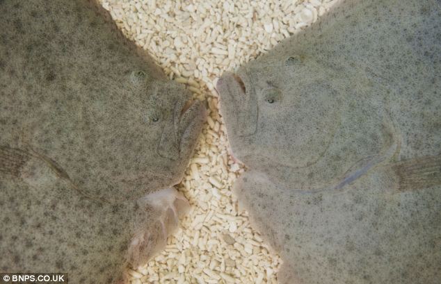 Meet Herbert the turbot - the fish with his face on back to front : 네이버 블로그