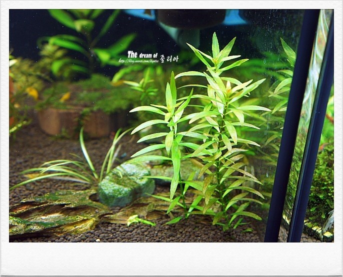 그늘진 곳에서도...^^ : 네이버 블로그