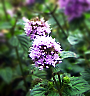 오데코롱민트(Eau de cologne Mint) : 네이버 블로그