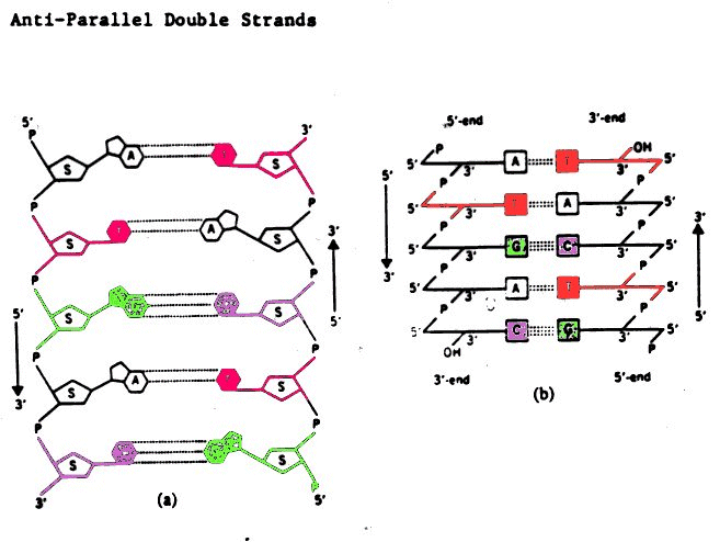 고등생명체의 genome이 dsDNA(double strand DNA)로 가져서 생기는 장점은? : 네이버 블로그