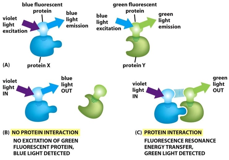 DNA --> RNA -->Proteins --> Phenotype (각각을 어떻게 측정하고 그 의미는 무엇일까?) (의과학 ...