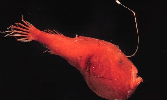 [심해생물 특집]니네 Sea Devil(심해아귀)이란거 알고는 있냐?(수정판) : 네이버 블로그