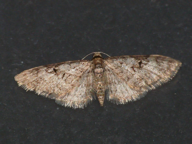 자나방과 Eupithecia sp. : 네이버 블로그