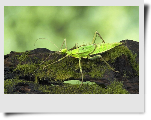 왕대벌레 (Heteropteryx dilatata) : 네이버 블로그