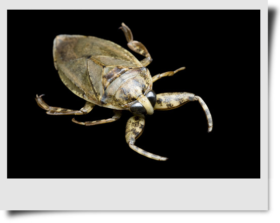 미국 물장군 : 네이버 블로그