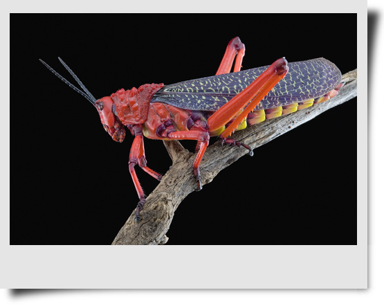 붉은 메뚜기 2009 : 네이버 블로그