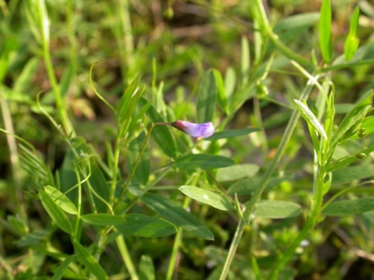 얼치기완두(Lentil Vetch, Sparrow Vetch, 렌틸 벳치) : 네이버 블로그