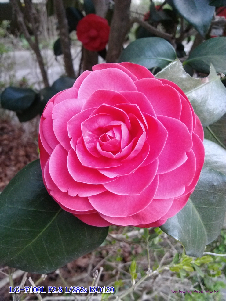 옵티머스 뷰 LG-F100L 동백꽃 사진, 원본 100% 크롭 비교 : 네이버 블로그