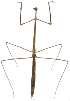 아프리칸 스틱 만티스 (African Stick Mantis) : 네이버 블로그