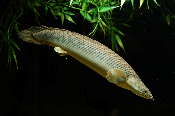 폴립테루스 팔마스 폴리 : 네이버 블로그