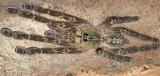 레드 슬레이트 오너멘탈 (Poecilotheria Rufilata) : 네이버 블로그