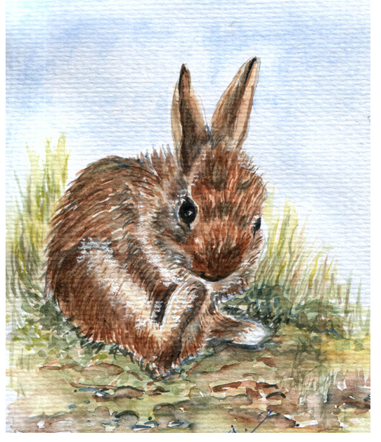 [영어동요 가사/번역] Little peter rabbit~!! (아기토끼 피터~!!) : 네이버 블로그