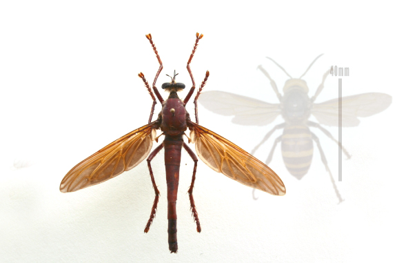 마다가스카 대왕 파리매 2012 : 네이버 블로그