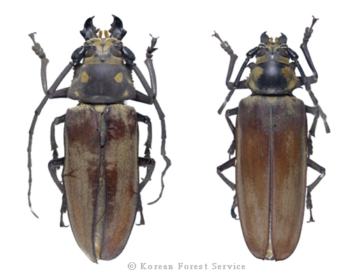 장수하늘소 (Callipogon relictus) 2012 : 네이버 블로그