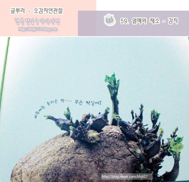글뿌리 호기심오감자연관찰 열매와 채소 59 감자 내가 자주먹던 감자에대해 알아보아요~ 네이버 블로그