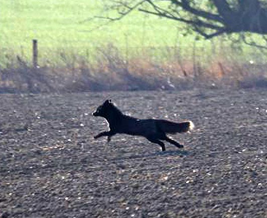 ‘여우+너구리’ 합친 돌연변이 여우 : 네이버 블로그