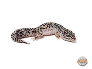 12. 레오파드 게코의 유전적 형질 맥스노우(Mack Snow) , 맥 슈퍼스노우 (Mack Super Snow) : 네이버 블로그