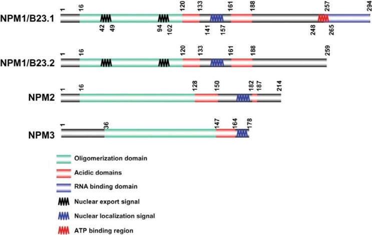 AML with nucleophosmin (NPM1) Mutation : 네이버 블로그