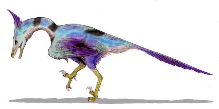 우넨라기아 코마후엔시스 (Unenlagia comahuensis) : 네이버 블로그